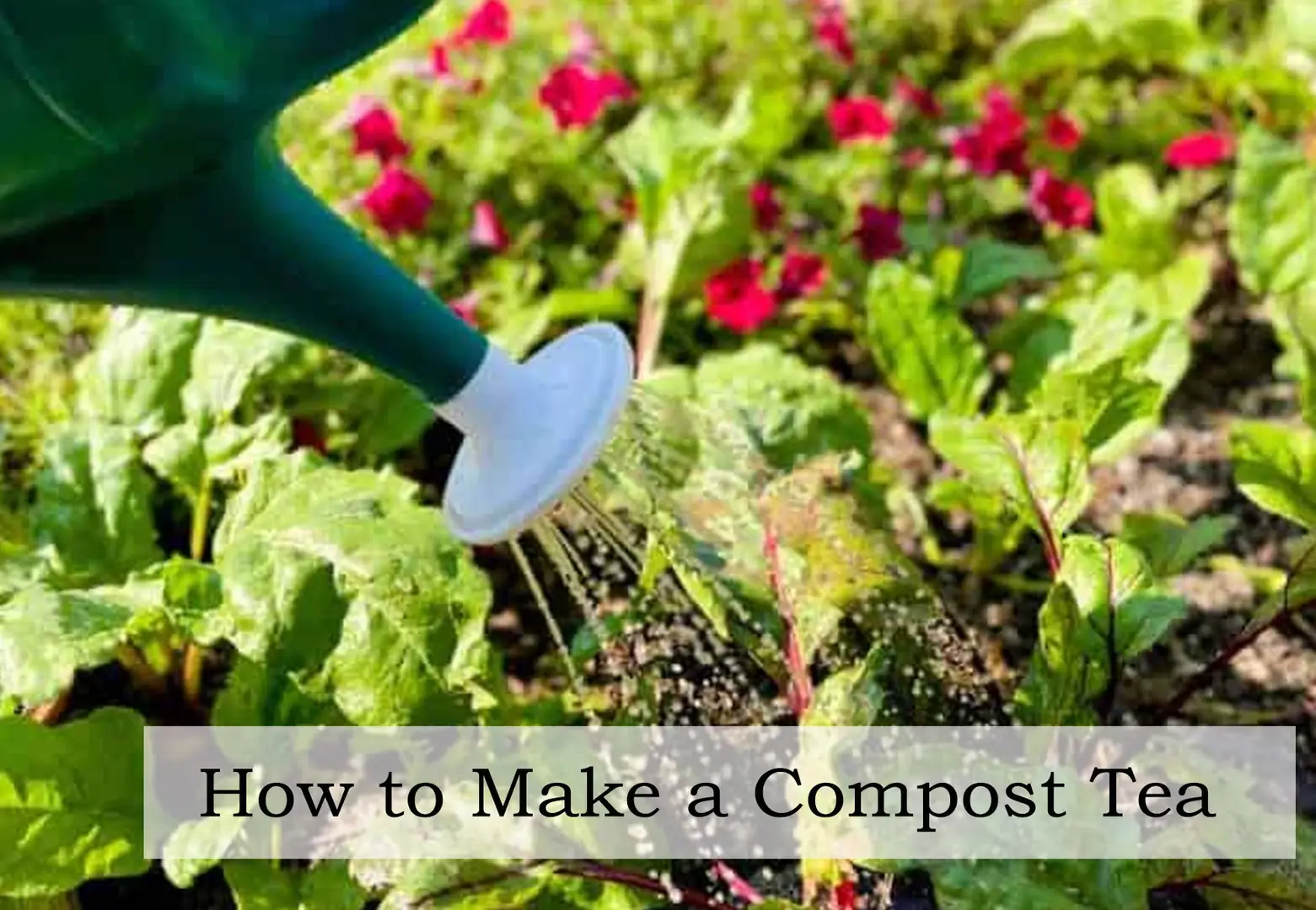 How to Make a Compost Tea